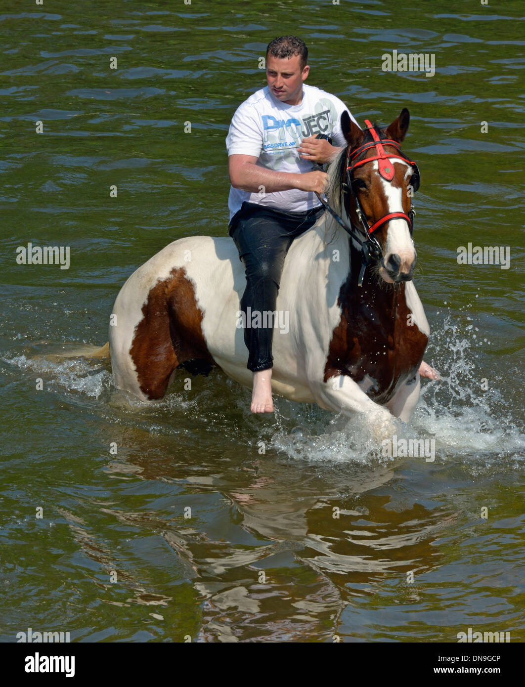 Gypsy traveller riding horse in River Eden. Appleby Horse Fair, June ...