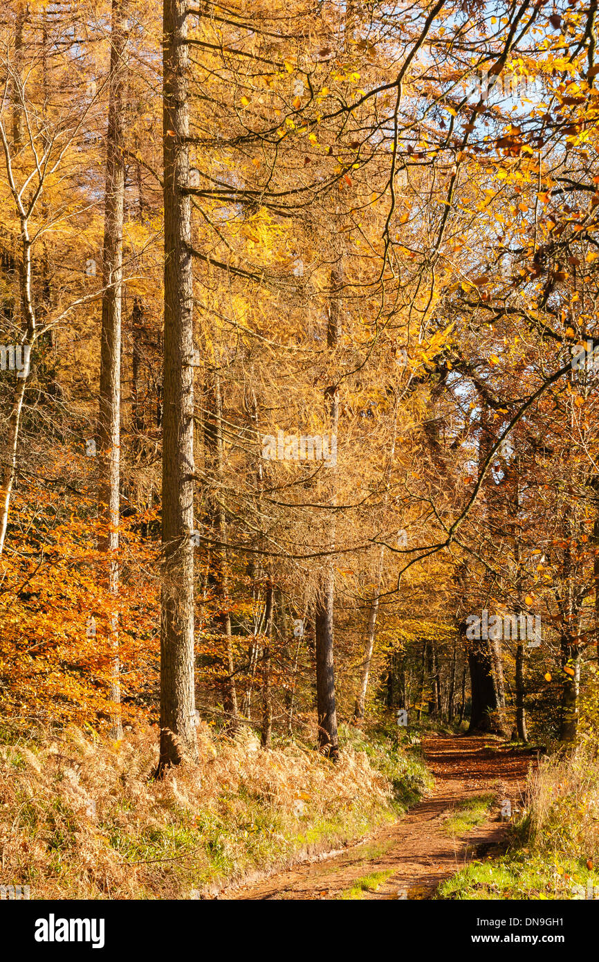 Autumn colours, riverside walk, November 2103 Stock Photo - Alamy