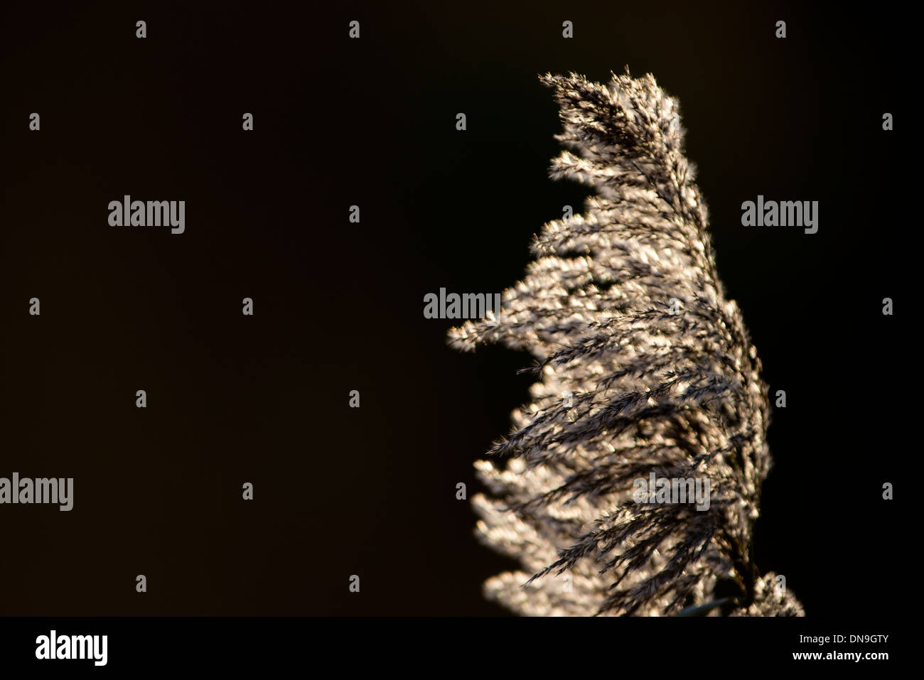 Back lit grass hi-res stock photography and images - Alamy