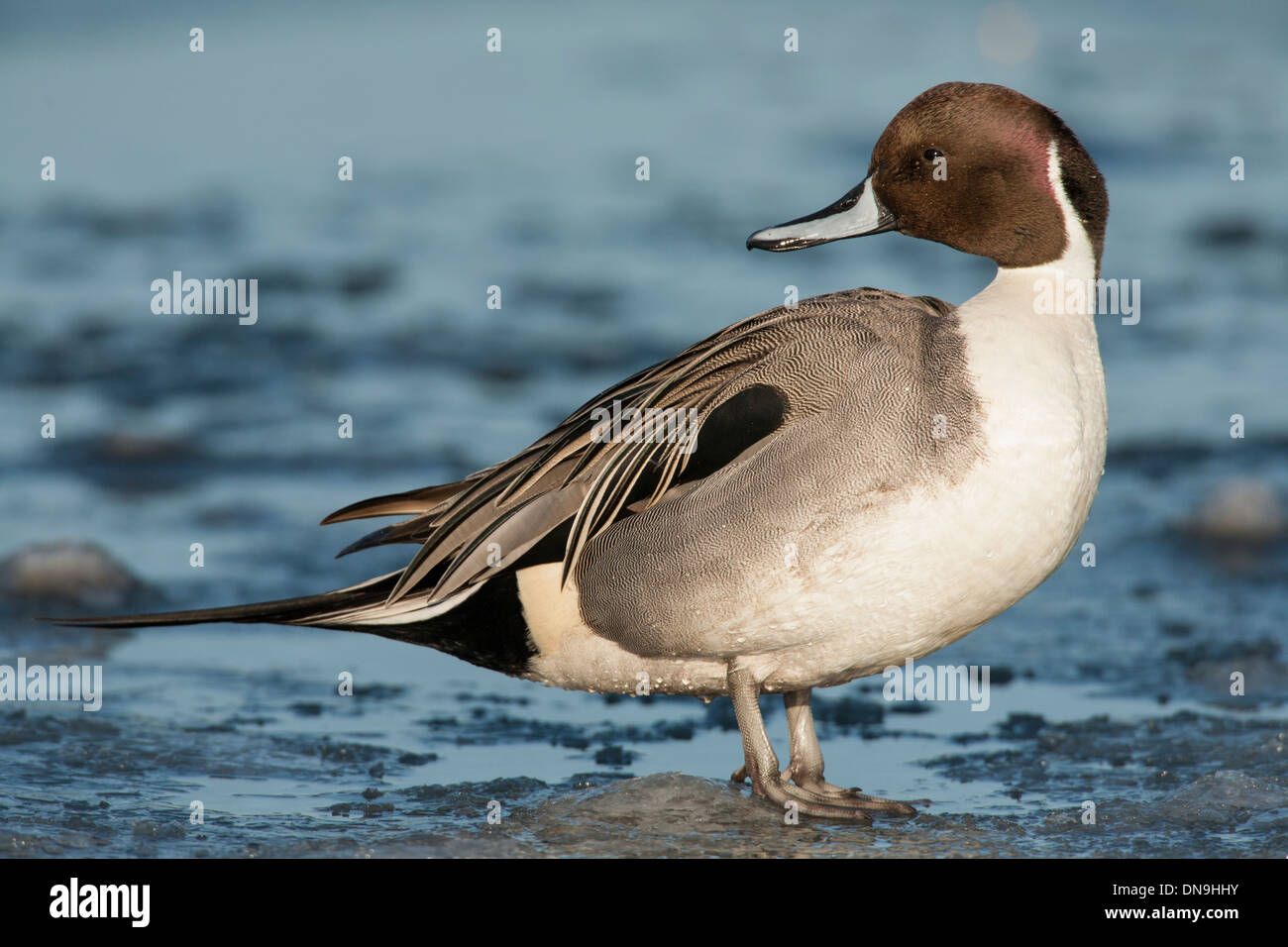 Pintail Drake Standing