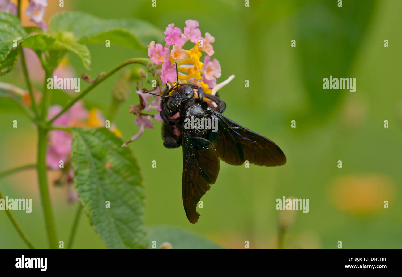 A Carpenter bee collecting pollen from a flower Xylocopa Stock Photo ...