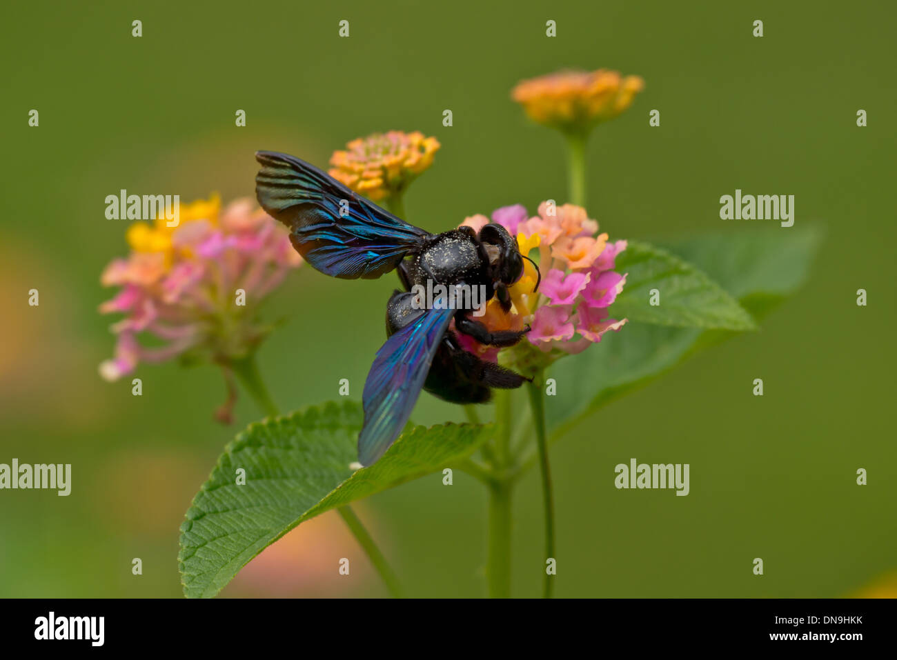 A Carpenter bee collecting pollen from a flower Xylocopa Stock Photo ...