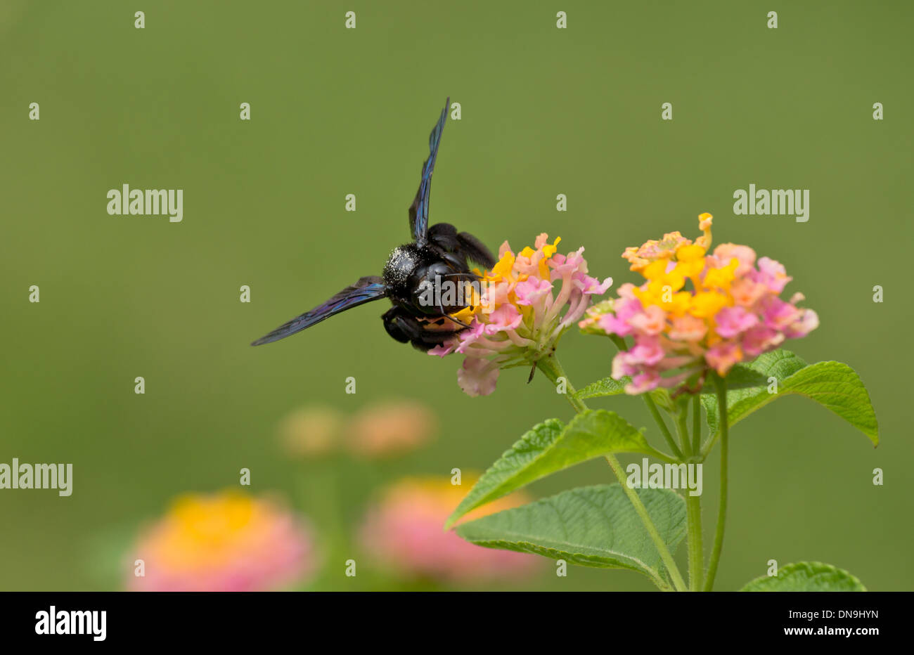 A Carpenter bee collecting pollen from a flower Xylocopa Stock Photo ...