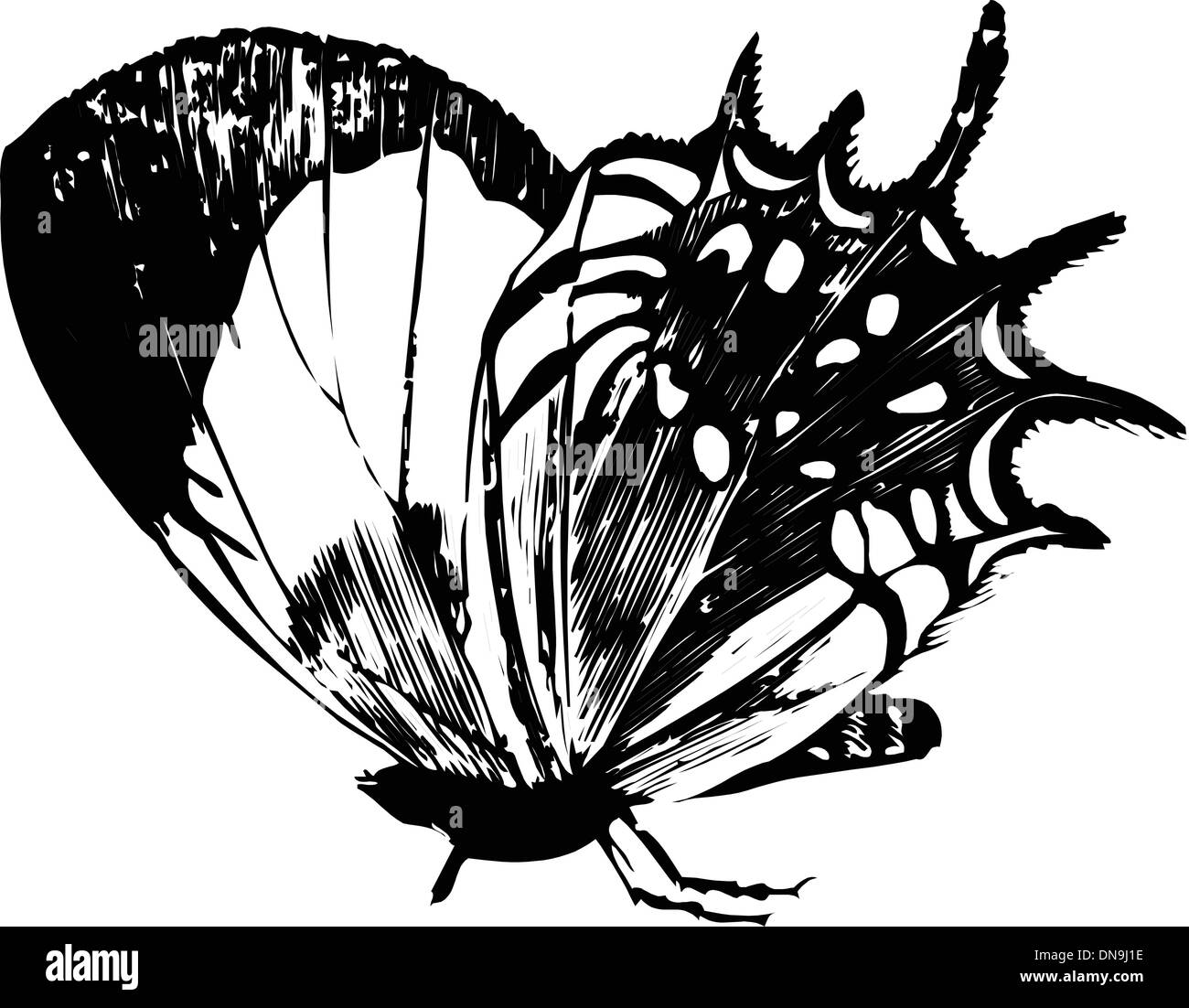 Lepidoptera vectors hi-res stock photography and images - Alamy