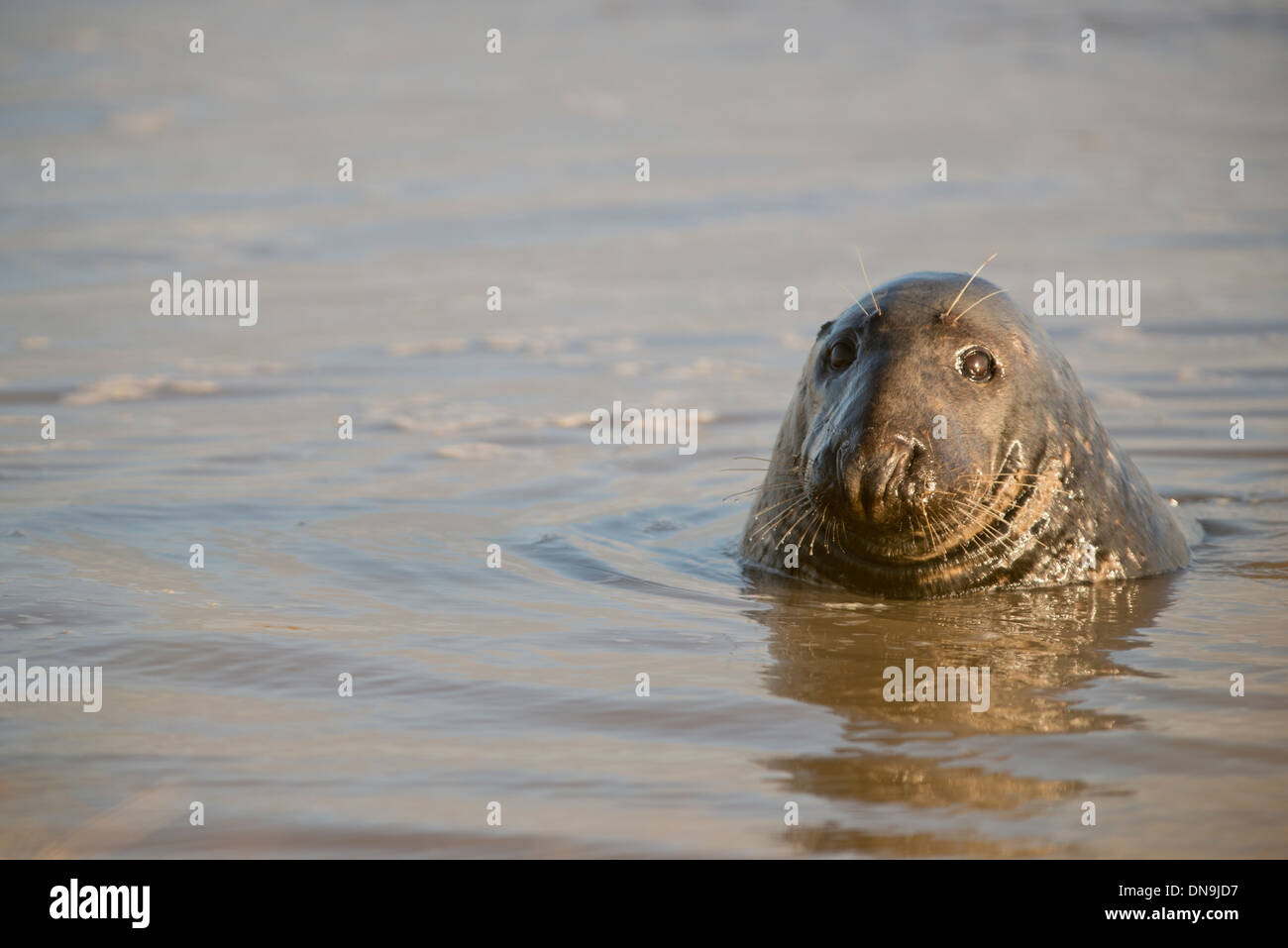 Bull swimming hi-res stock photography and images - Alamy