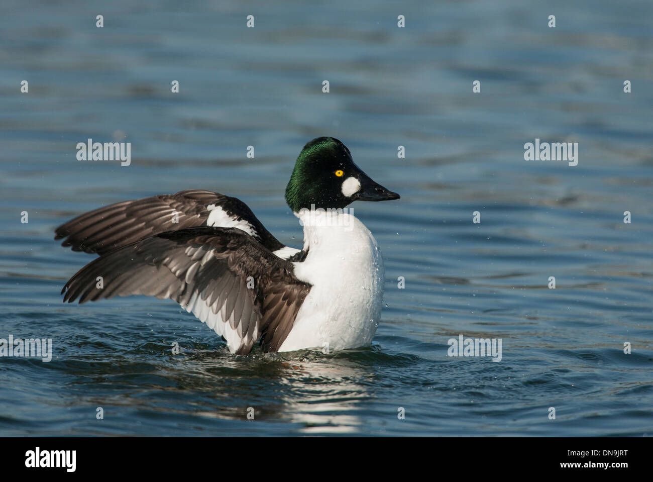 Goldeneye Duck
