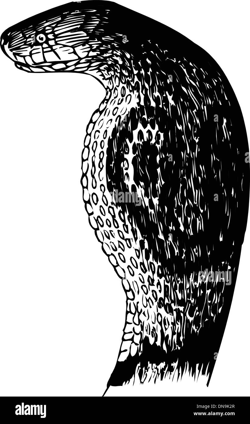 Reptile body curve hi-res stock photography and images - Alamy