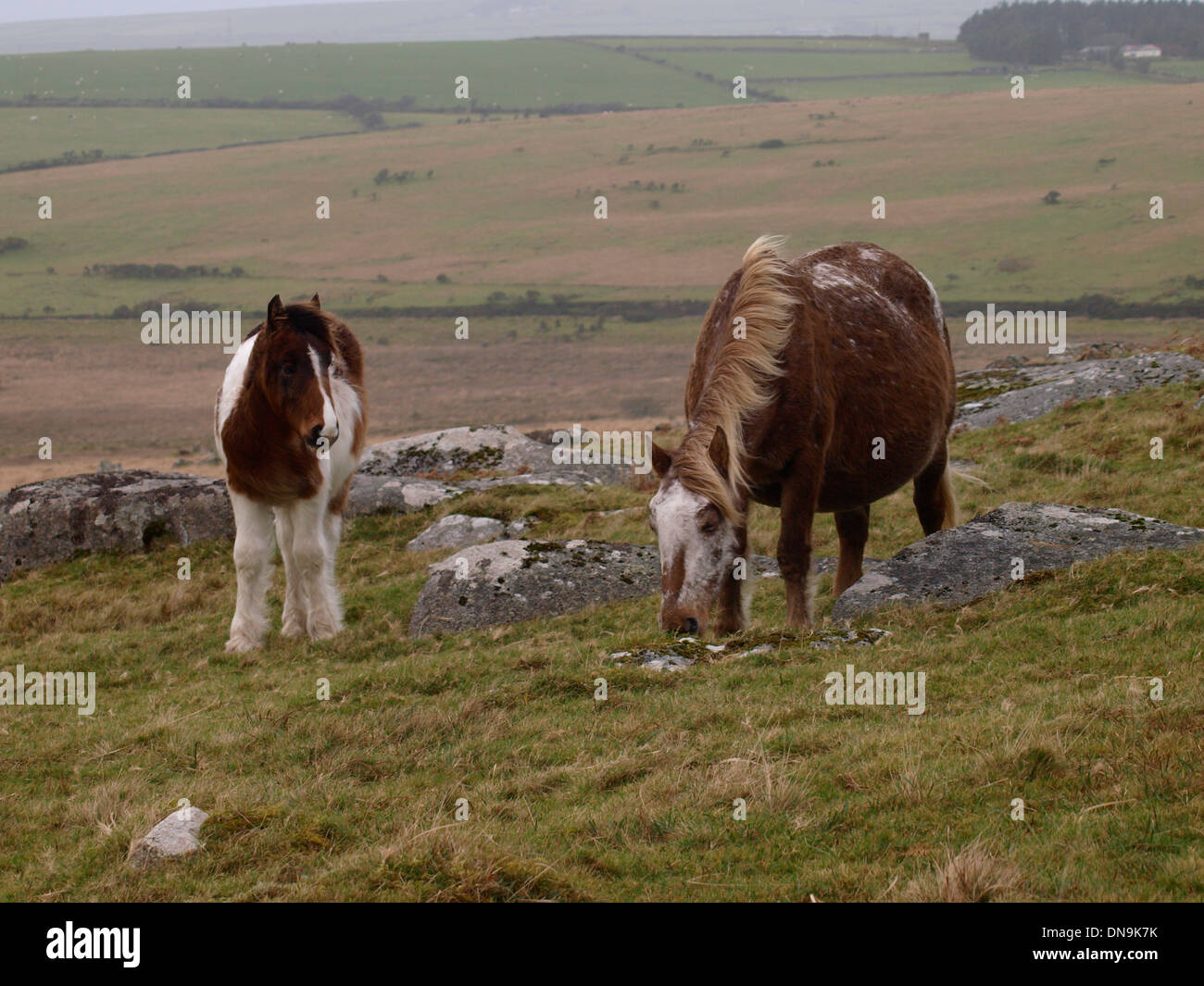 Moor Pony High Resolution Stock Photography and Images - Alamy