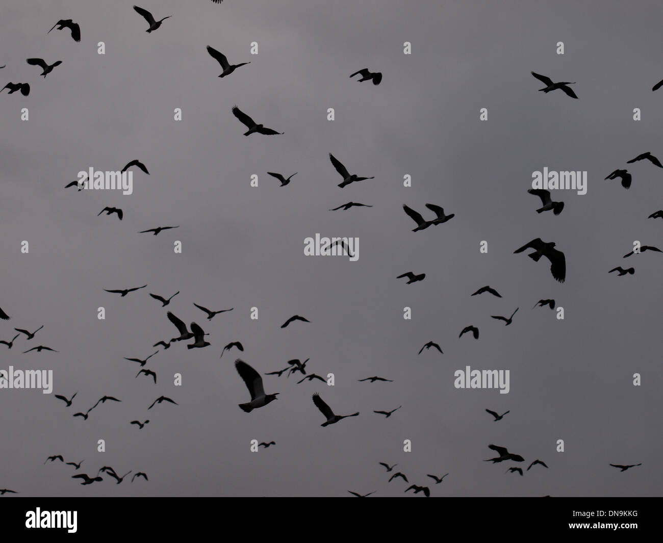 Flock of birds in flight hi-res stock photography and images - Alamy