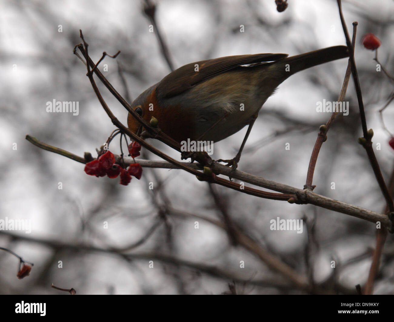 Bird eating red berries hi-res stock photography and images - Alamy