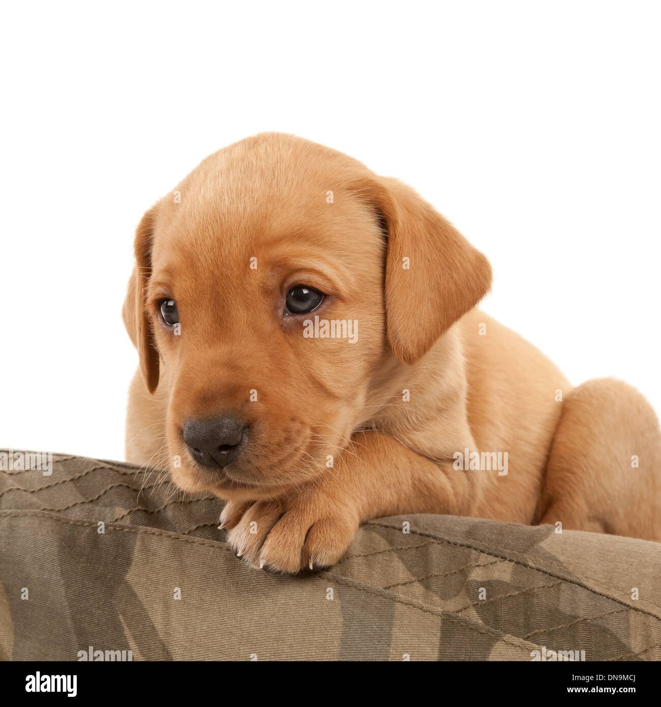 One Labrador puppy Stock Photo - Alamy