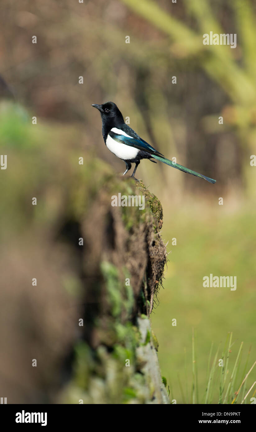 Magpie on wall hi-res stock photography and images - Alamy