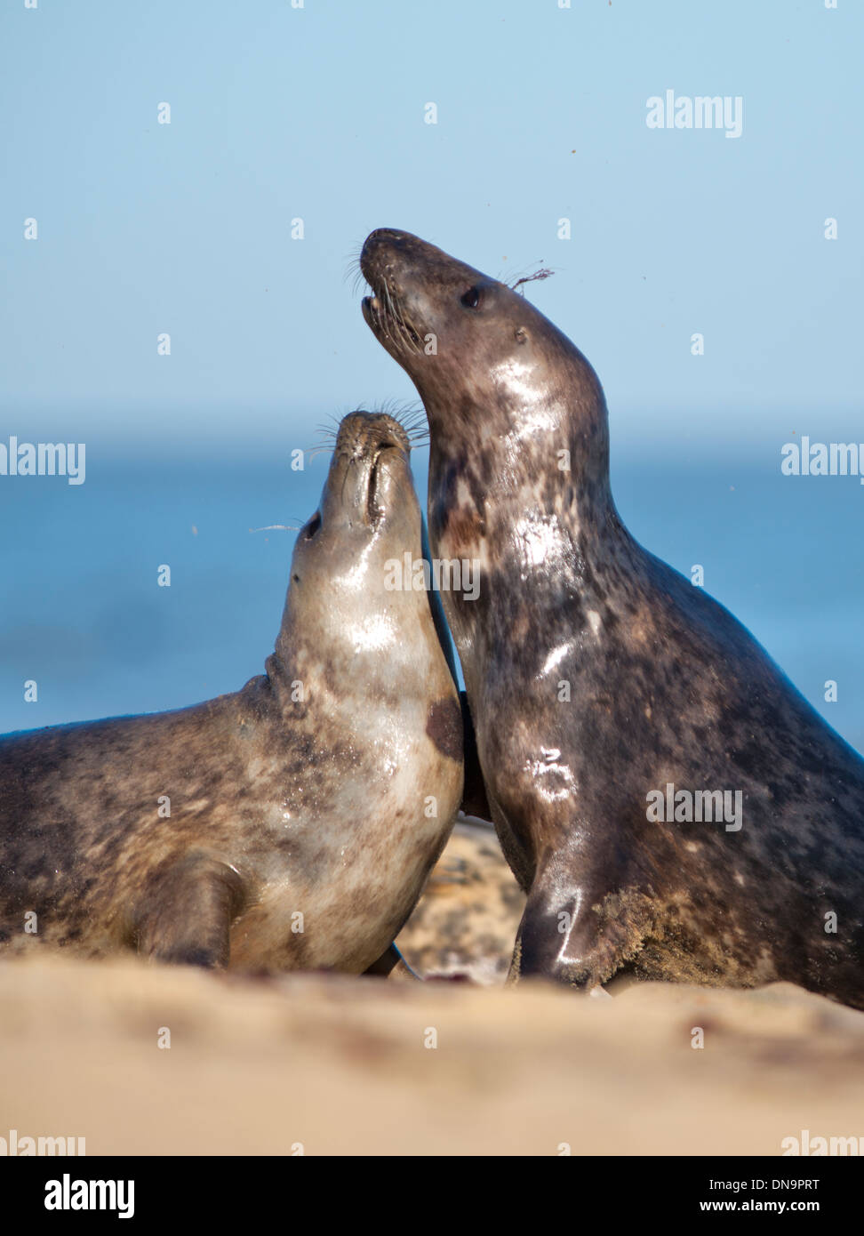 Romantic courtship hi-res stock photography and images - Alamy