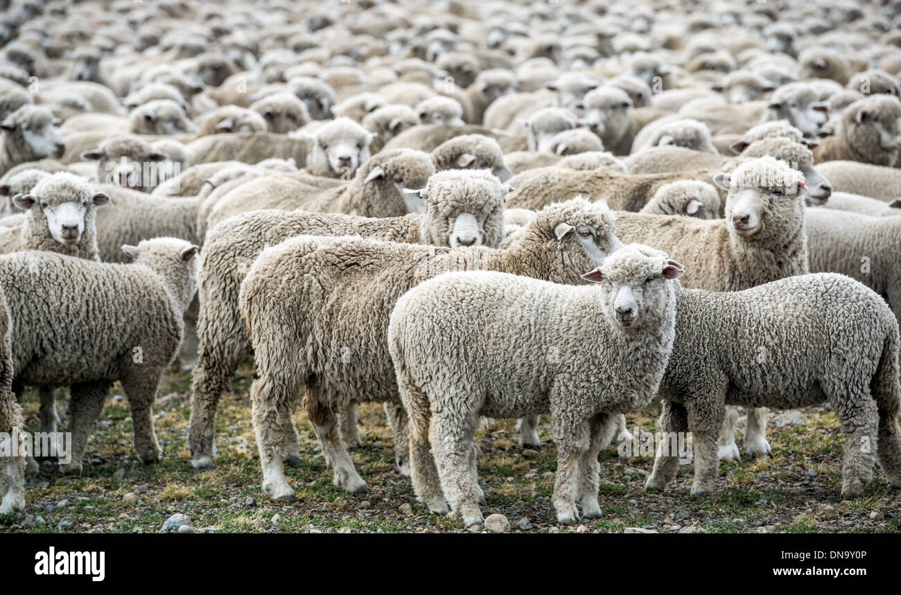 Flock of sheep flock of sheep hi-res stock photography and images - Alamy