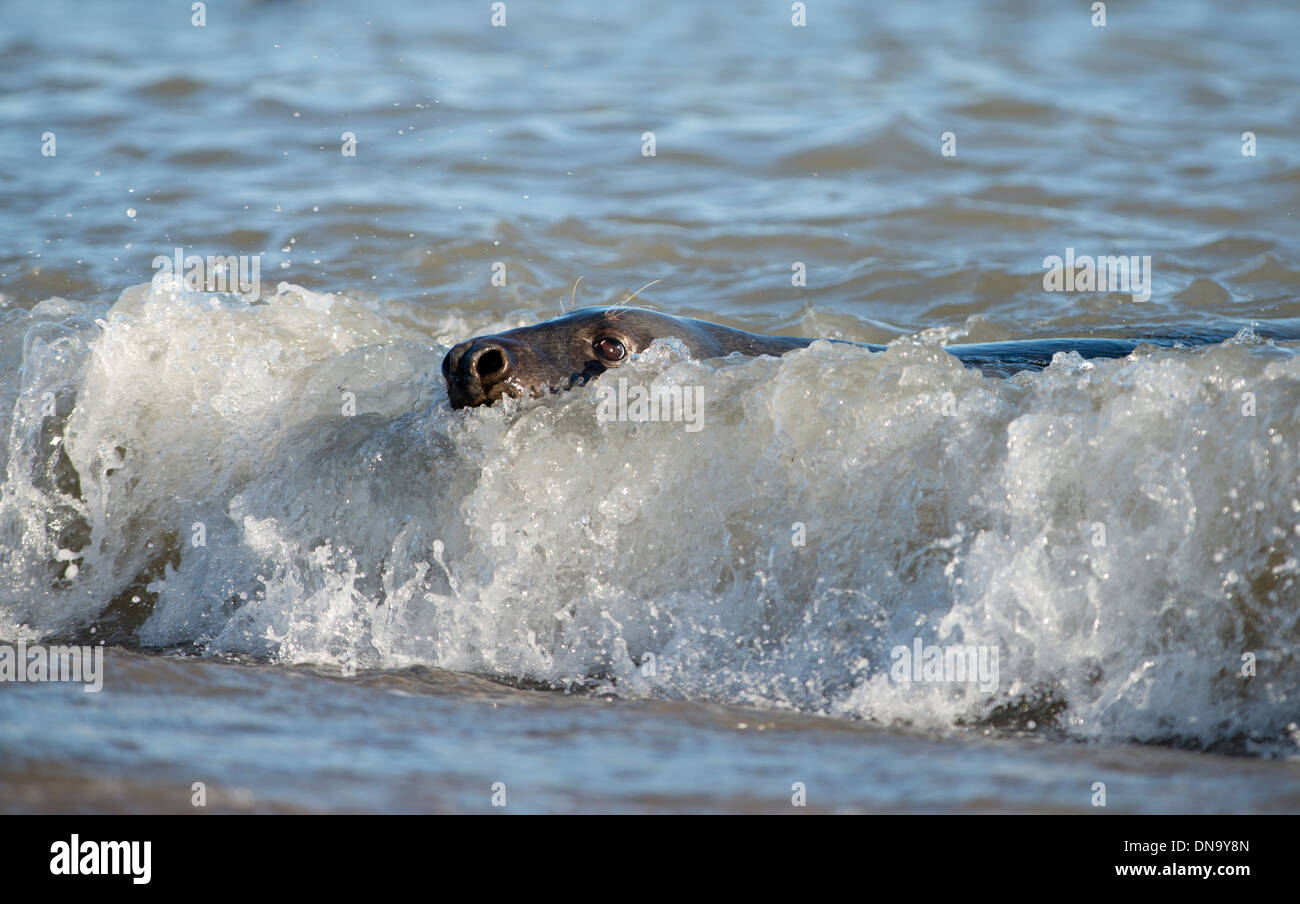 Grey seal riding the surf into shore Stock Photo - Alamy