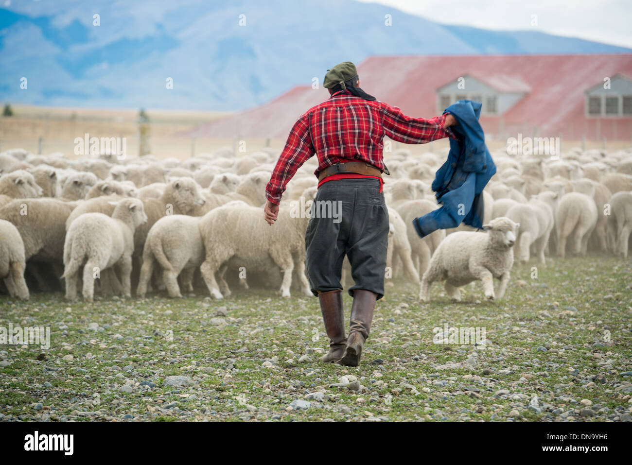 Shepherd Herding, Chile Stock Photo - Alamy