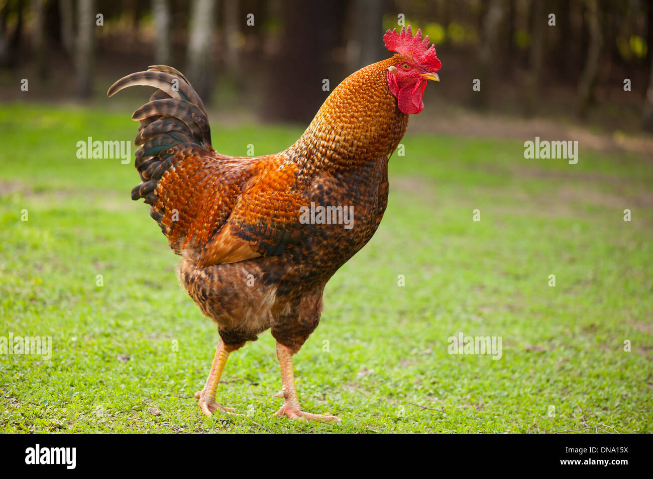young Rhode Island Red rooster portrait Stock Photo - Alamy