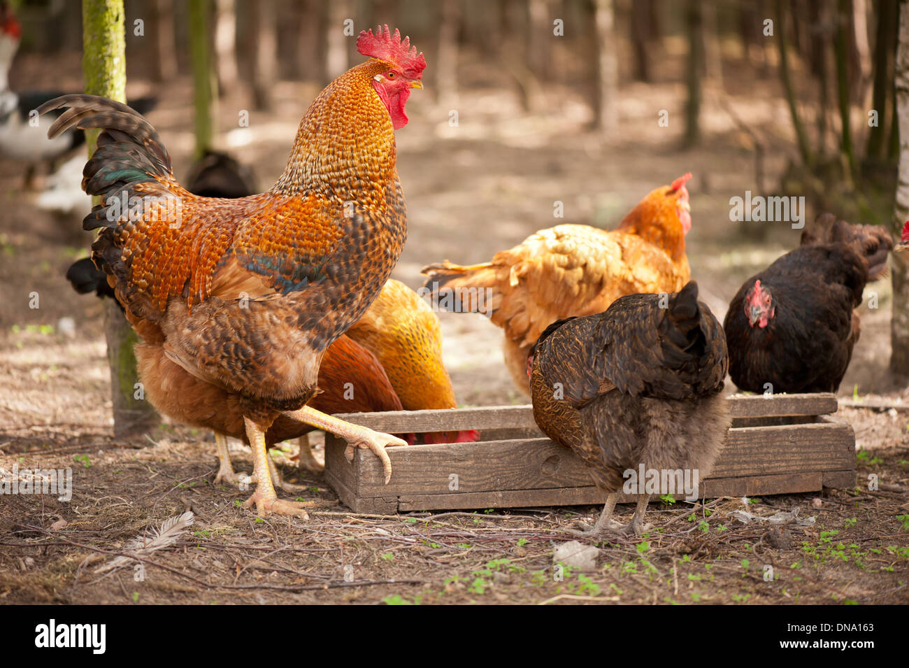 Rhode Island Red hens eating from feeder Stock Photo - Alamy