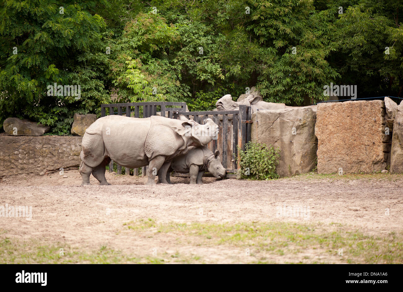 Group Of Rhino High Resolution Stock Photography and Images - Alamy