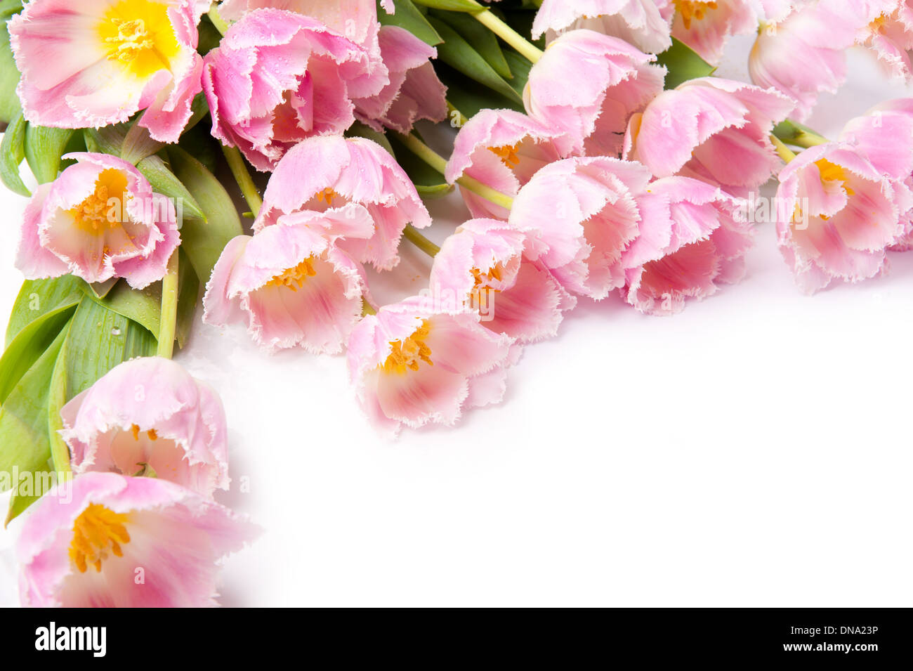 Tulipa Crispa Hamilton pink tulips bouquet Stock Photo - Alamy