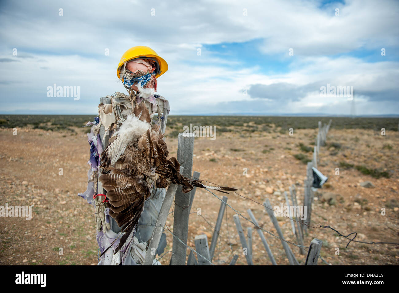 Turkey fowl in the desert hi-res stock photography and images - Alamy