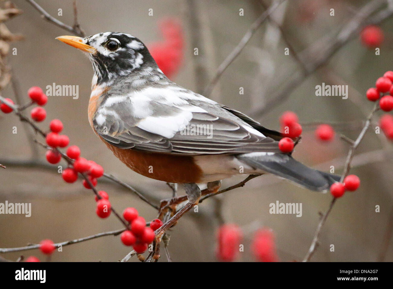 Robin stephenson hi-res stock photography and images - Alamy