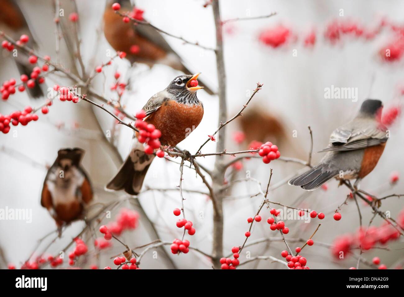 Robin stephenson hi-res stock photography and images - Alamy