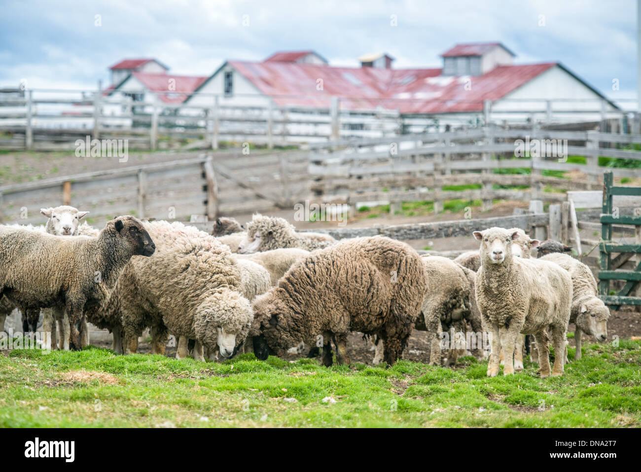 Sheep ranch patagonia hi-res stock photography and images - Alamy