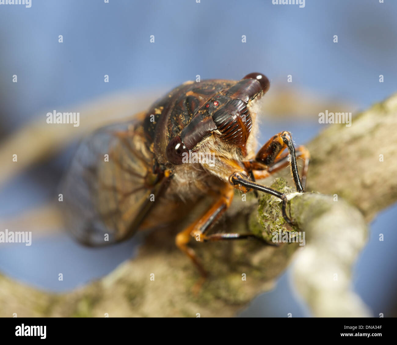 Cicada Bug Close Up Stock Photos & Cicada Bug Close Up Stock Images - Alamy