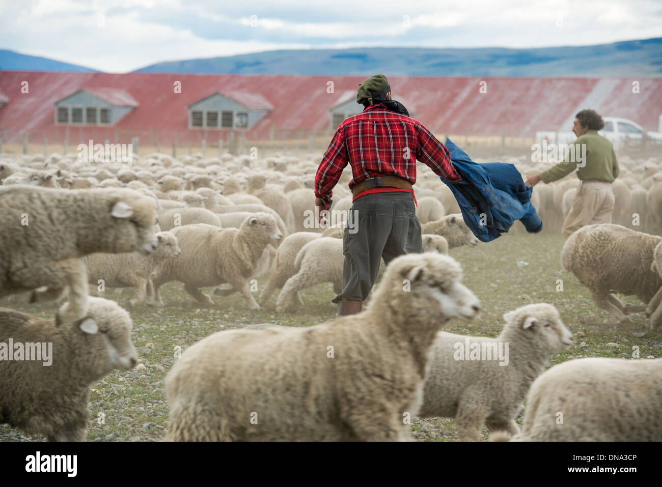 Shepherds Herding, patagonia Chile Stock Photo - Alamy