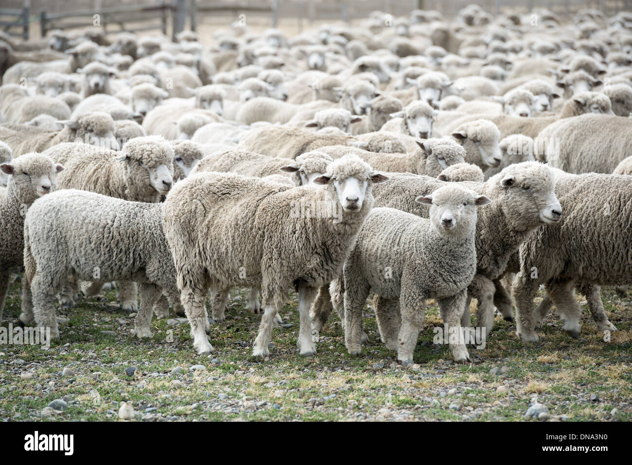 Flock of Sheep, Chile Stock Photo - Alamy