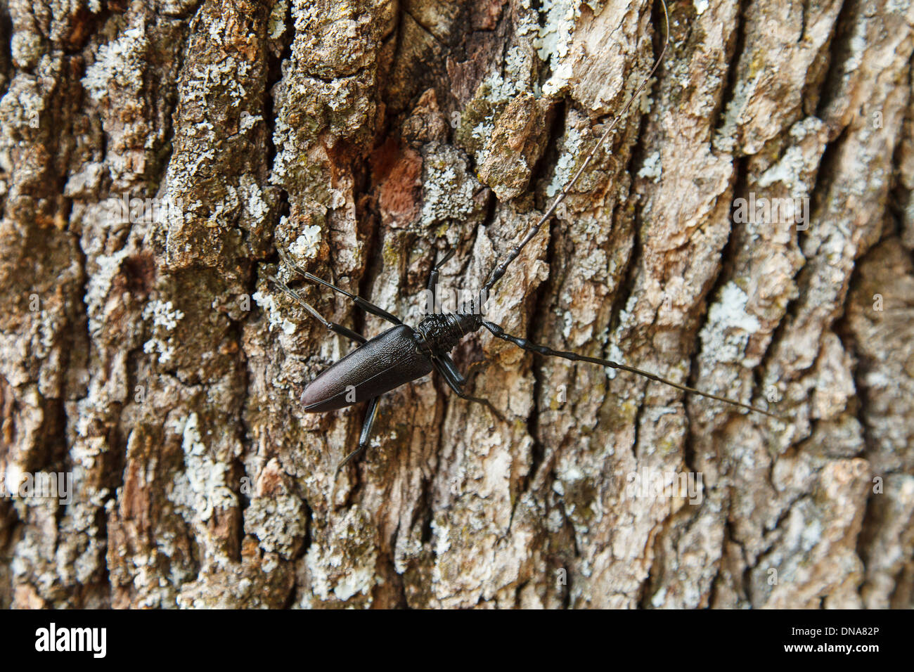 Insect in tree, Djerdap National Park, Serbia, Europe Stock Photo - Alamy