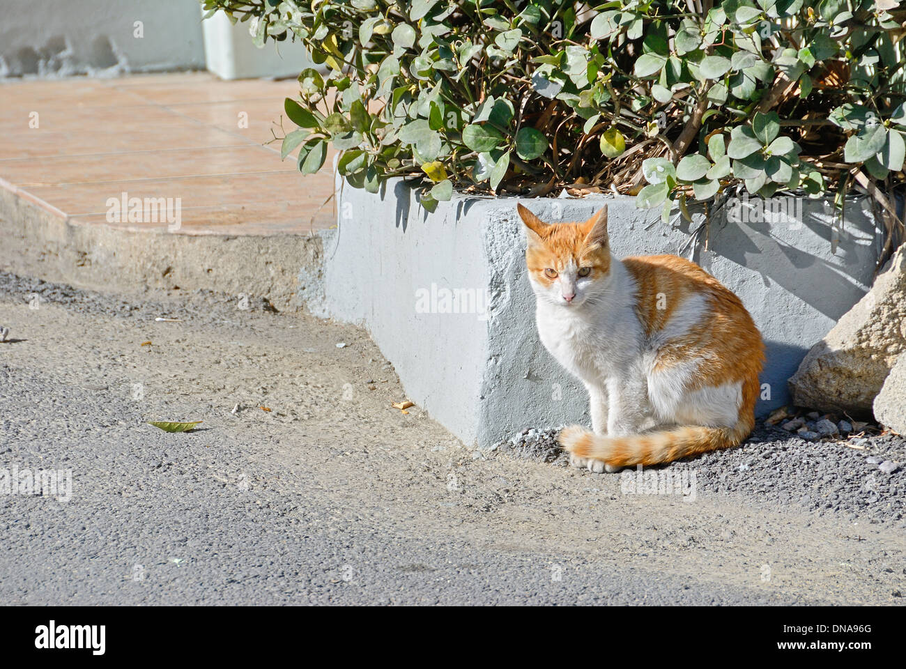 a homeless wild cat on street Stock Photo - Alamy
