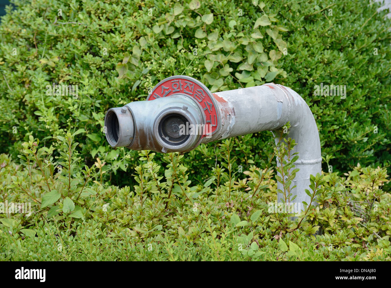 fire hydrant in plants Stock Photo - Alamy