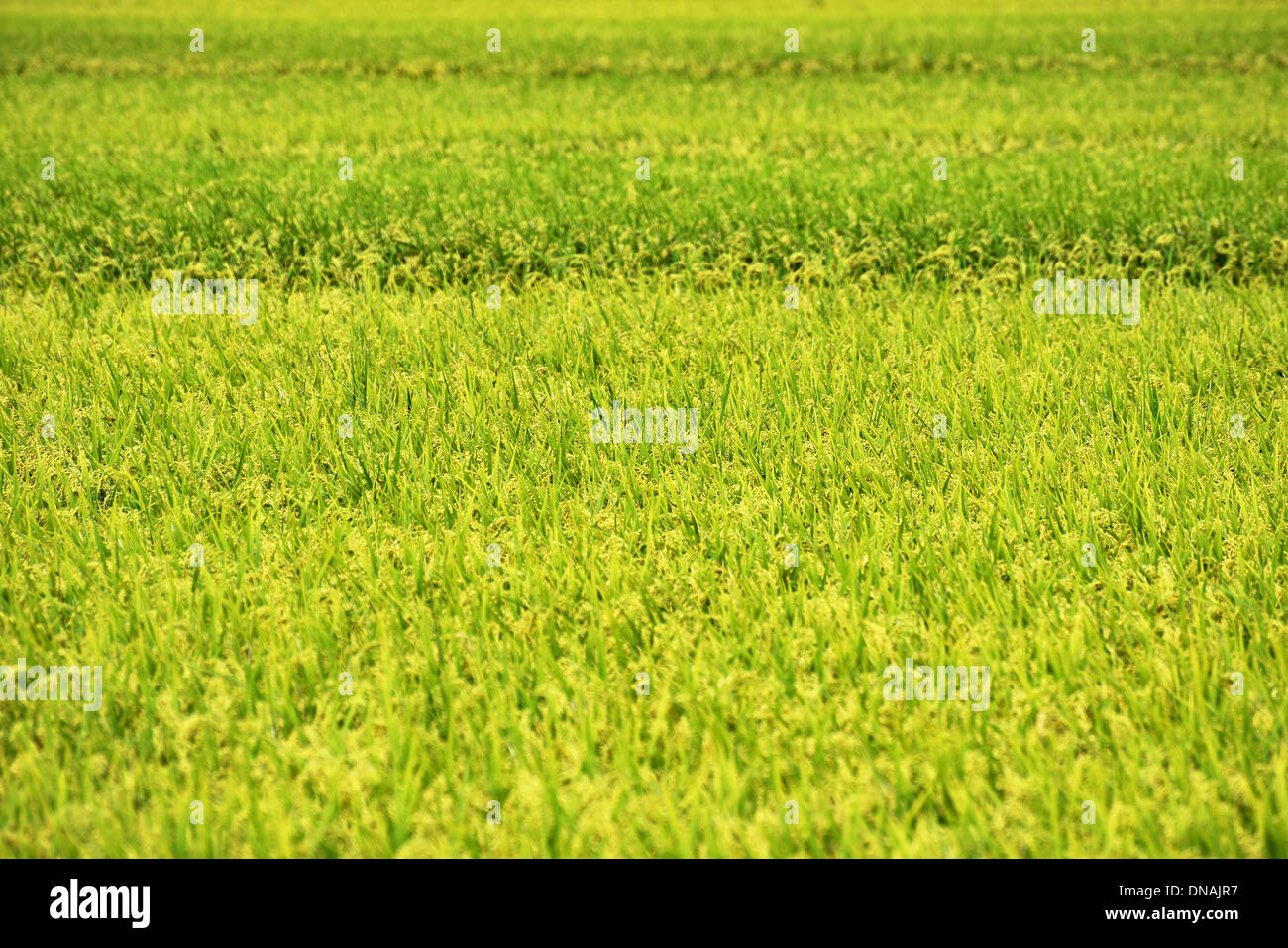 Tropical rice field hi-res stock photography and images - Alamy