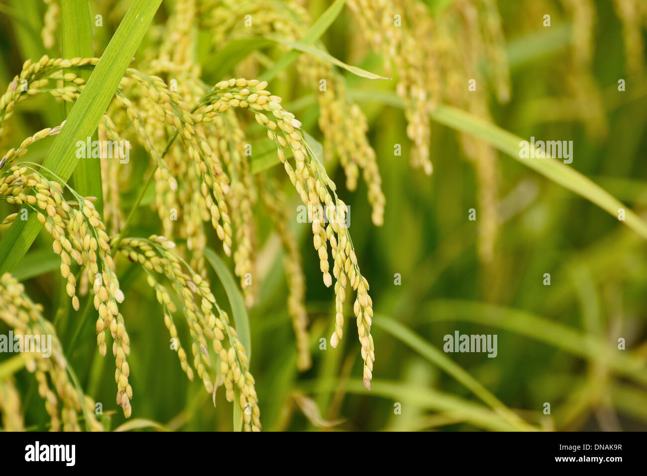 Rice up close hi-res stock photography and images - Alamy