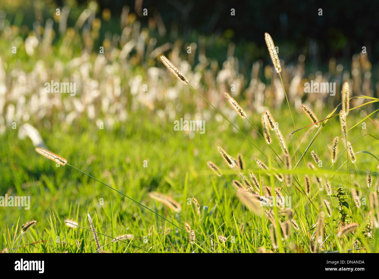 Foxtails plant hi-res stock photography and images - Alamy