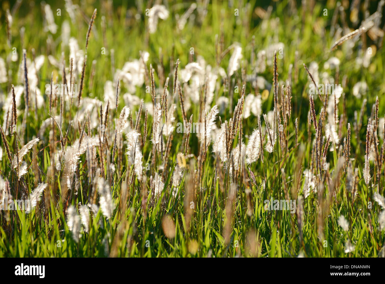 Green foxtails hi-res stock photography and images - Alamy