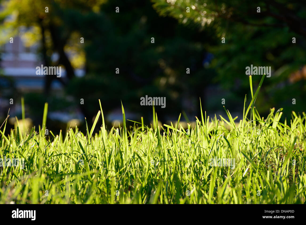Most beautiful lawns hi-res stock photography and images - Alamy