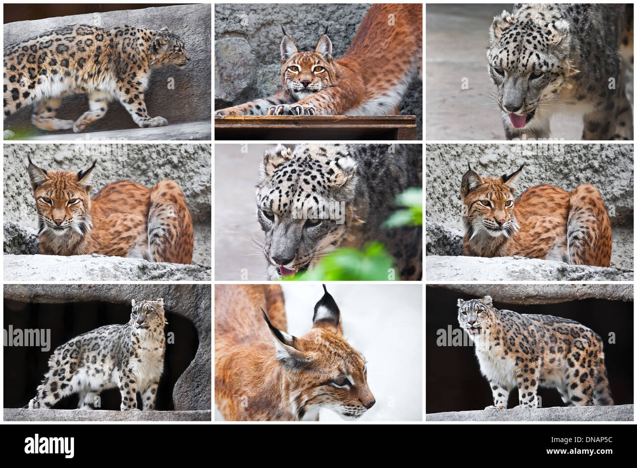 Lynx and Snow Leopard Stock Photo - Alamy