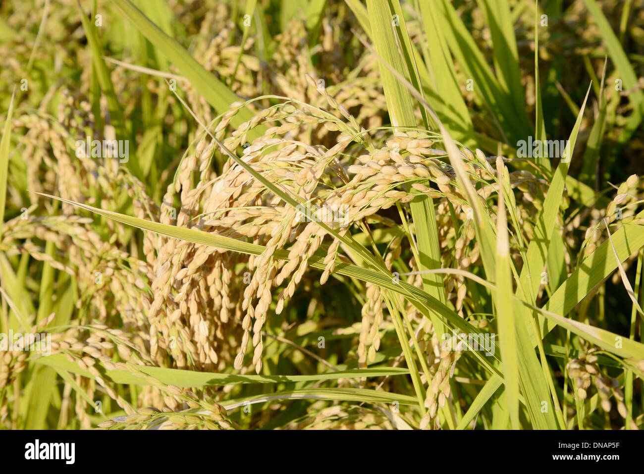 Asian rice field hi-res stock photography and images - Alamy