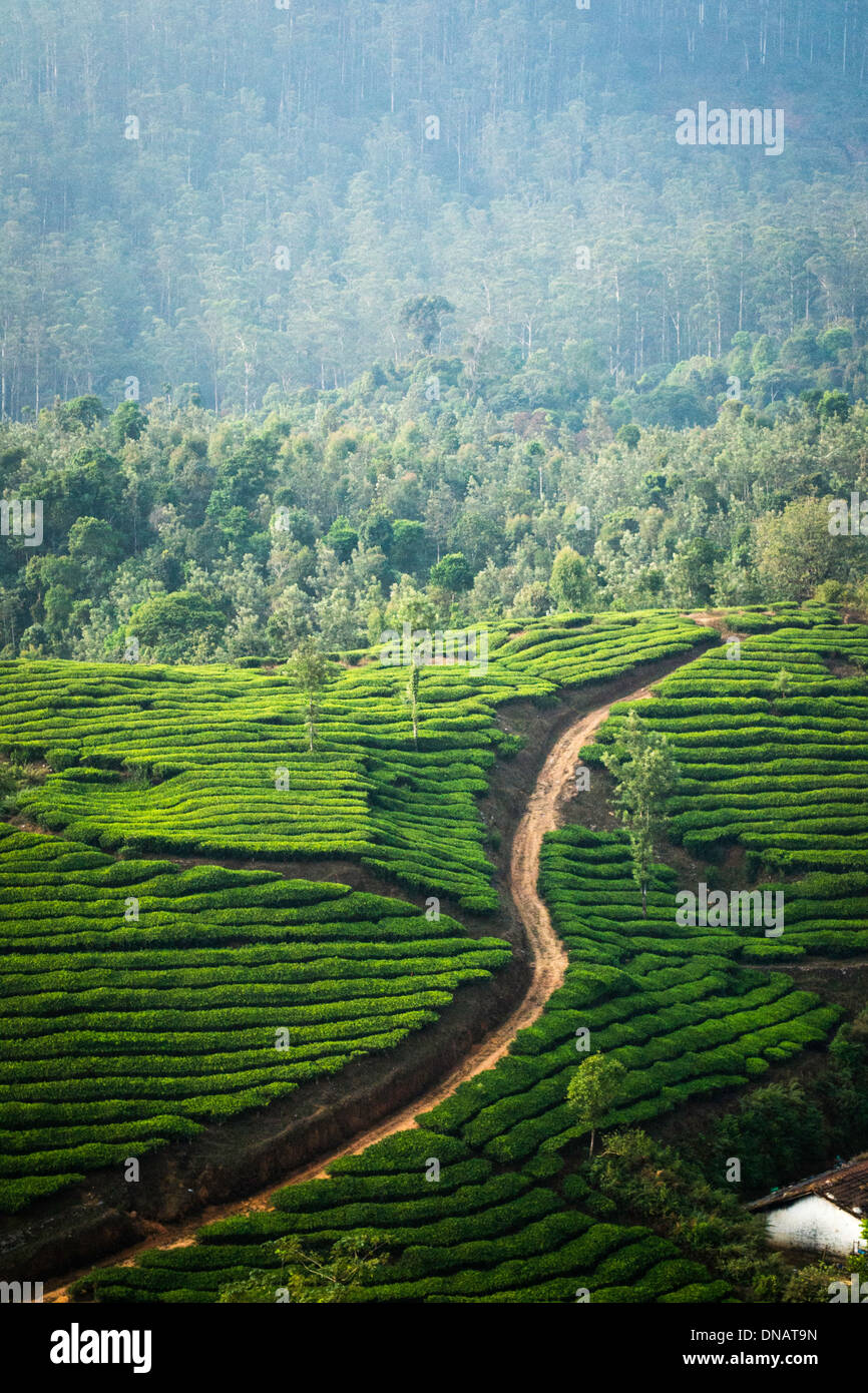 A path up - through green plantation Stock Photo - Alamy