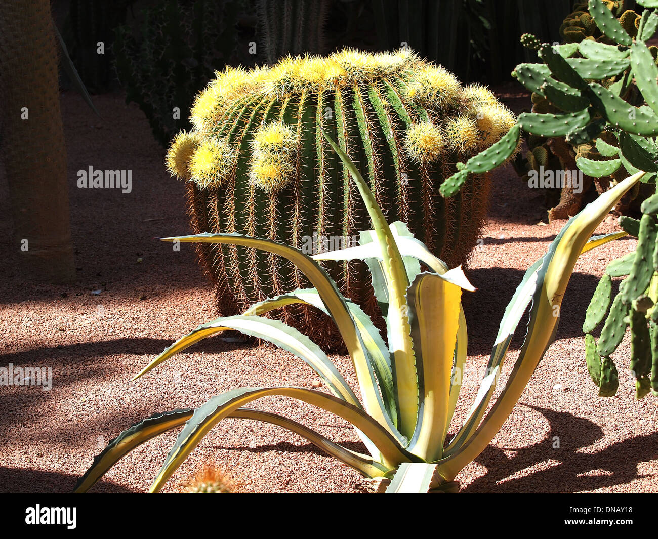 cactus garden in Marrakesh ,Morocco Stock Photo - Alamy