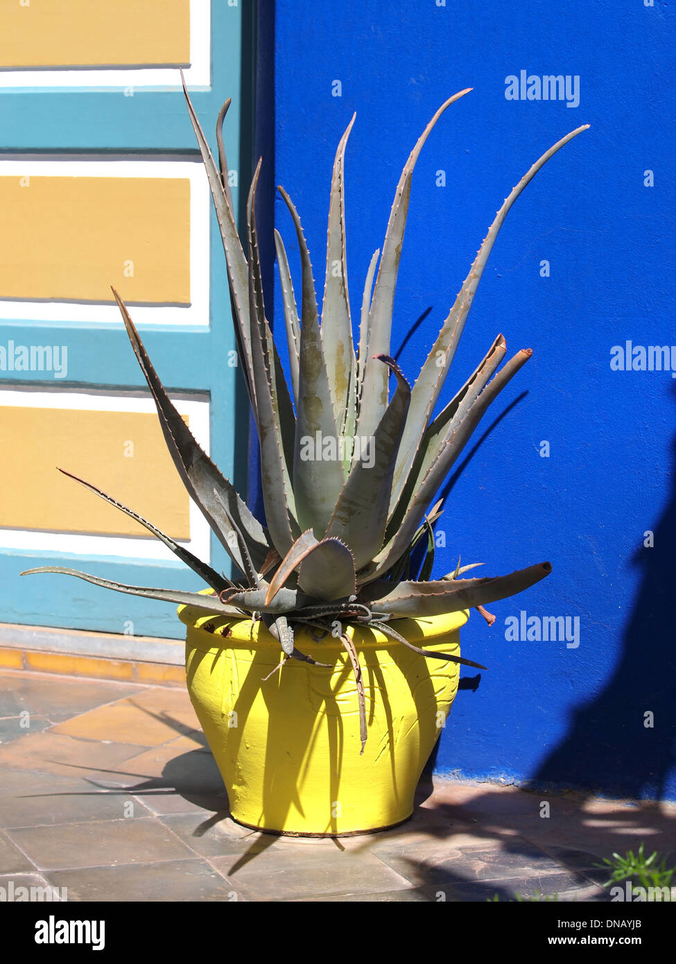 Agave in container hi-res stock photography and images - Alamy
