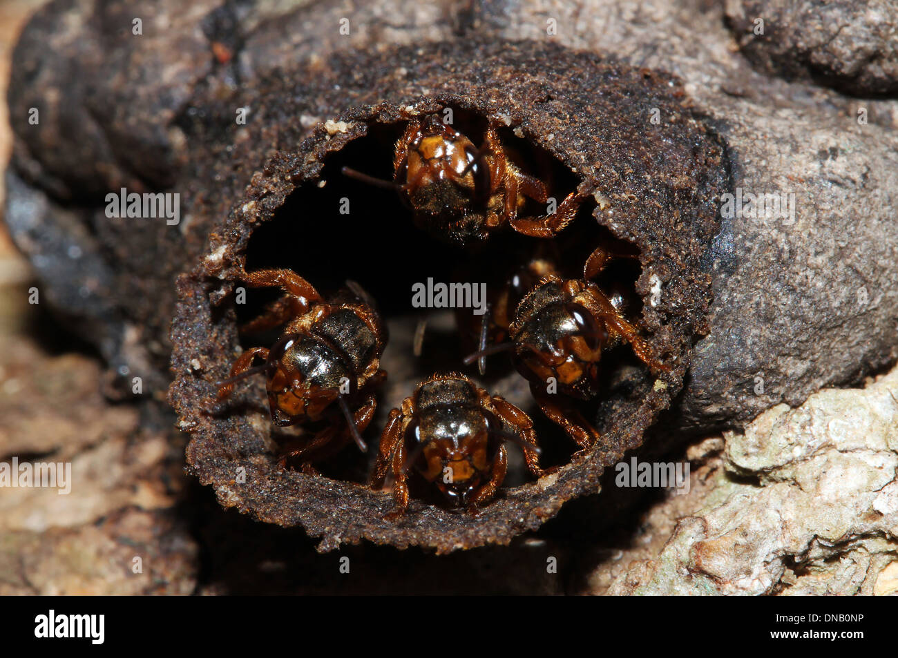 Mexican honey wasp hi-res stock photography and images - Alamy