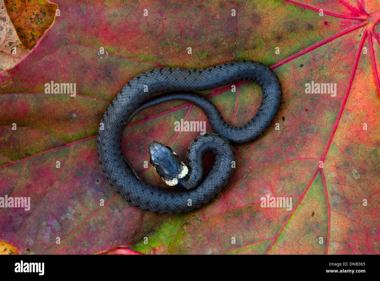Baby grass snake hi-res stock photography and images - Alamy
