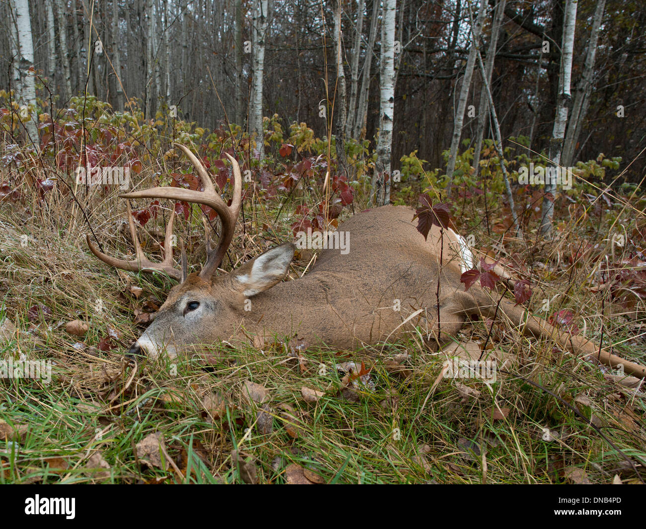 A trophy Deer shot during archery season Stock Photo - Alamy