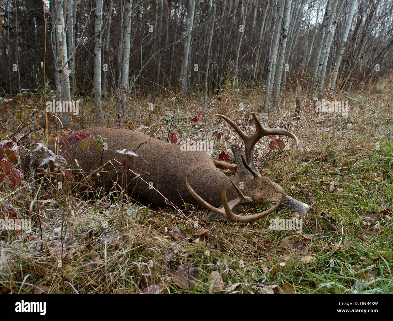 Dead deer hi-res stock photography and images - Alamy