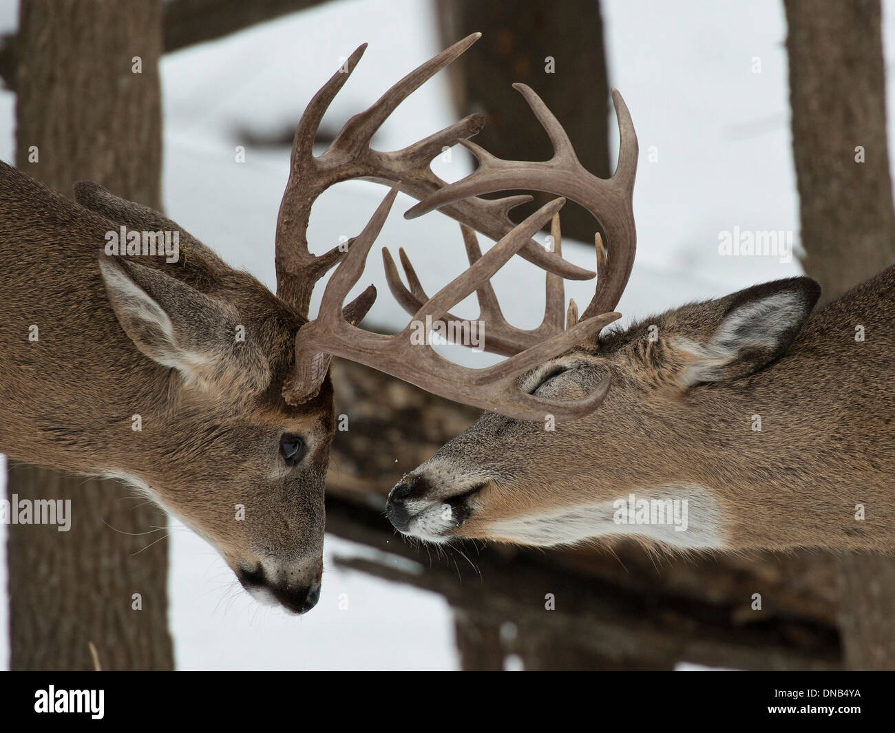 Whitetailed bucks hi-res stock photography and images - Alamy