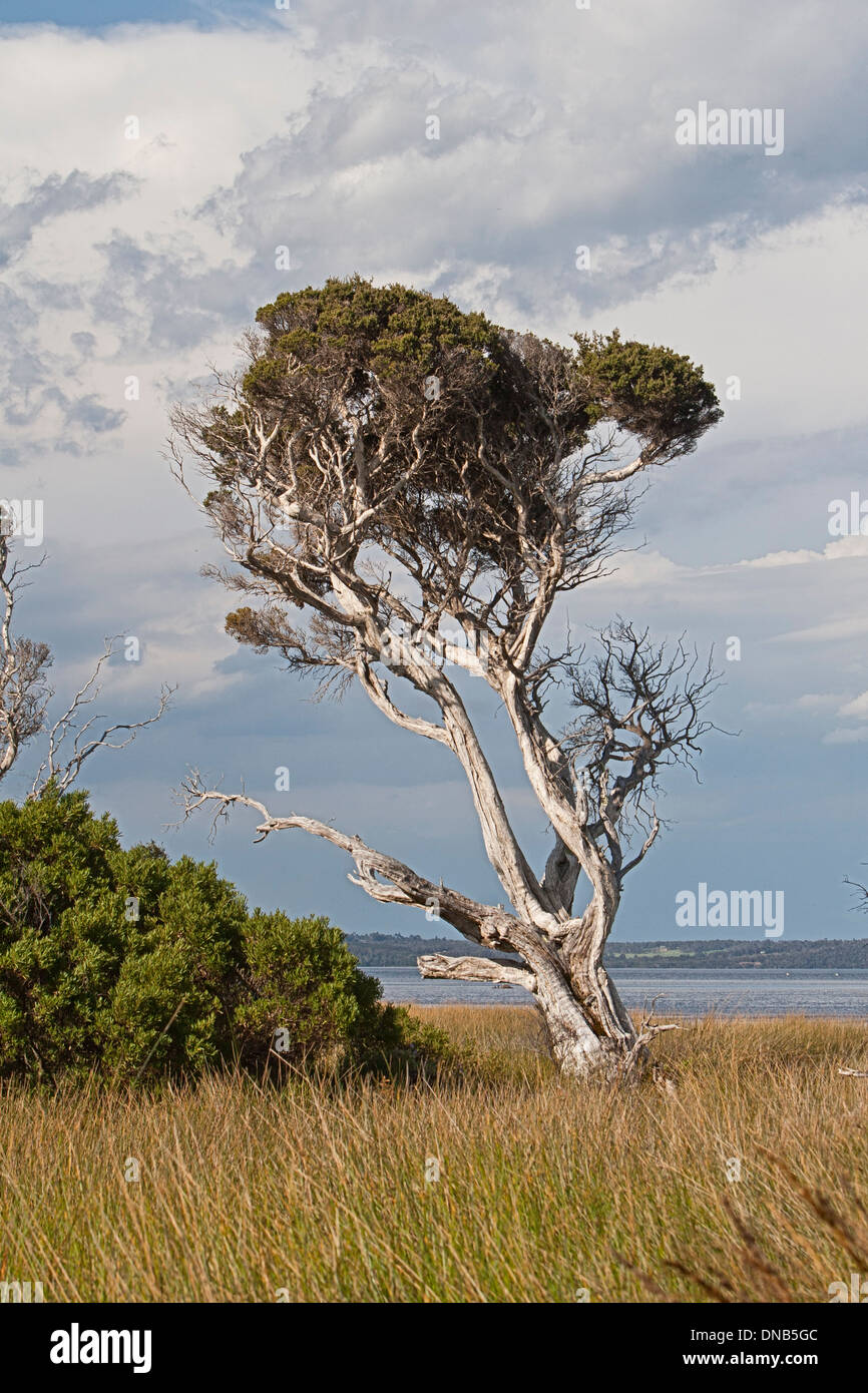 Australian Eucalyptus, Gum tree Stock Photo - Alamy